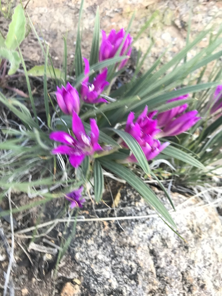 Namaqua Bentflower Bobbejaantjie from N7, Springbok, NC, ZA on August ...