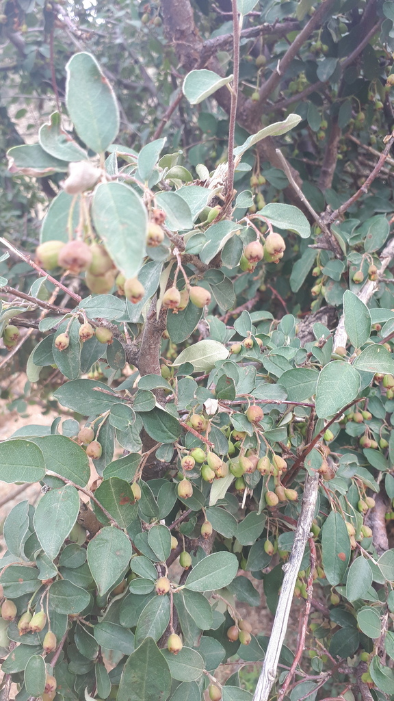 Maleae from Delgertsogt, Mongolia on July 16, 2021 at 03:30 PM by ...