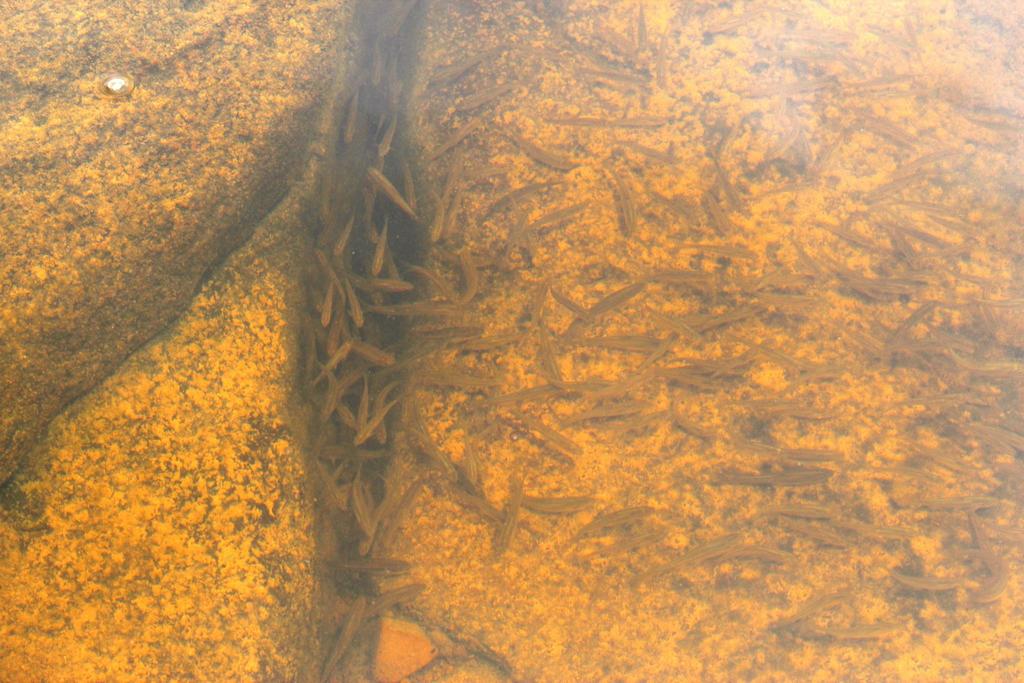 Gariep Chubbyhead Barb (Enteromius oraniensis) - Marine Life Identification