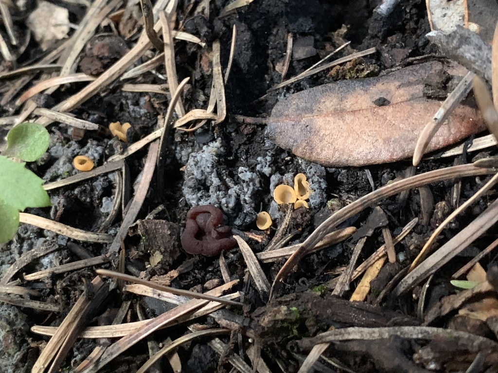Geopyxis deceptiva from Coronado National Forest, Pearce, AZ, US on ...