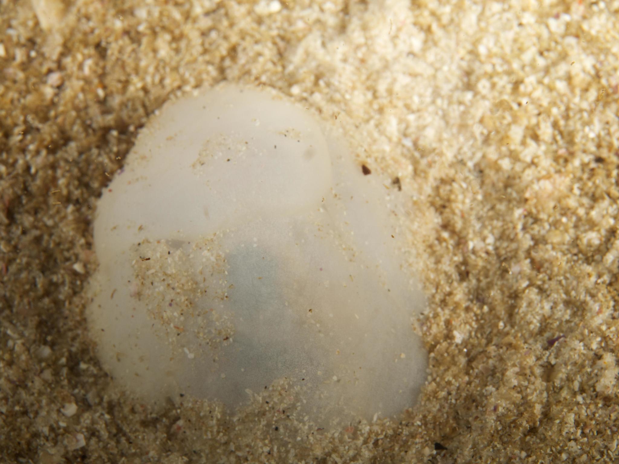 Philine aperta (Linnaeus, 1767)