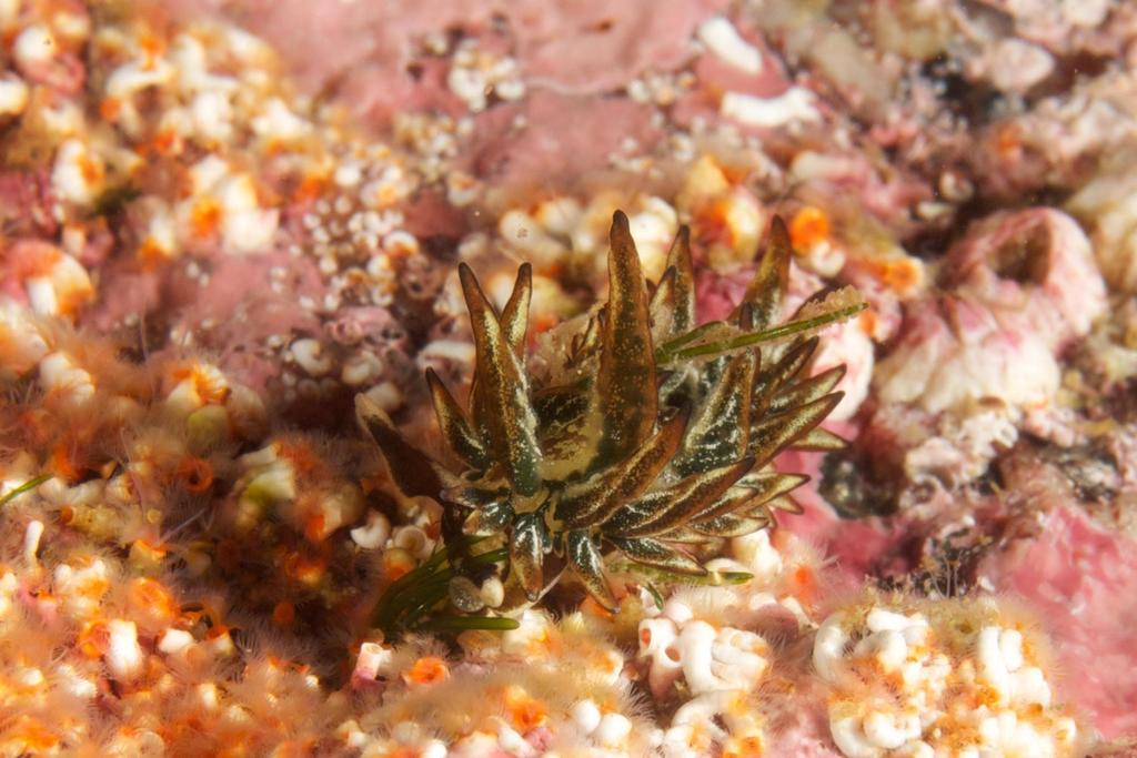 samurai nudibranch (Nudibranch of Hermanus Tidal Pool) · iNaturalist