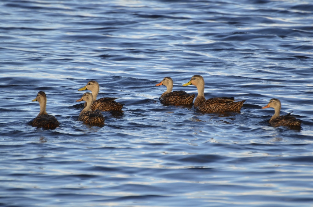 Mottled Duck from Christmas, Florida, United States on October 4, 2012 ...