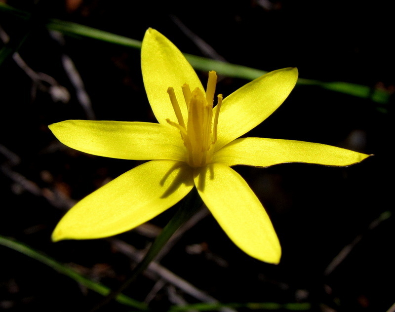 Pauridia trifurcillata (Cape Bulbs 3) · iNaturalist