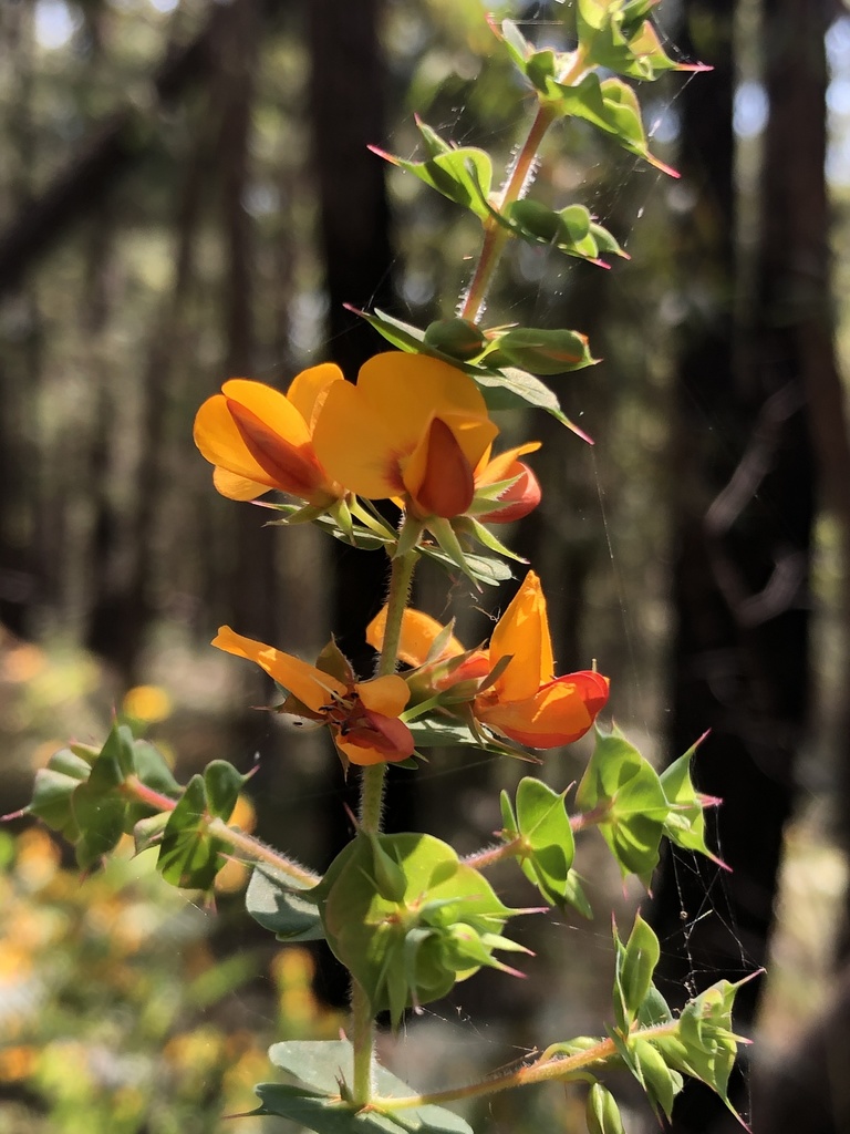 spiny bush-pea from Murphys Road, Upper Corindi, NSW, AU on August 31 ...