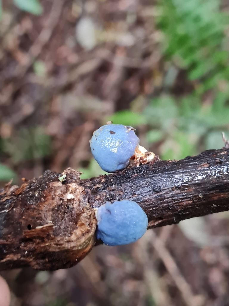 Blue Pouch Fungus from Ngongotahā on August 15, 2021 at 02:48 PM by ...