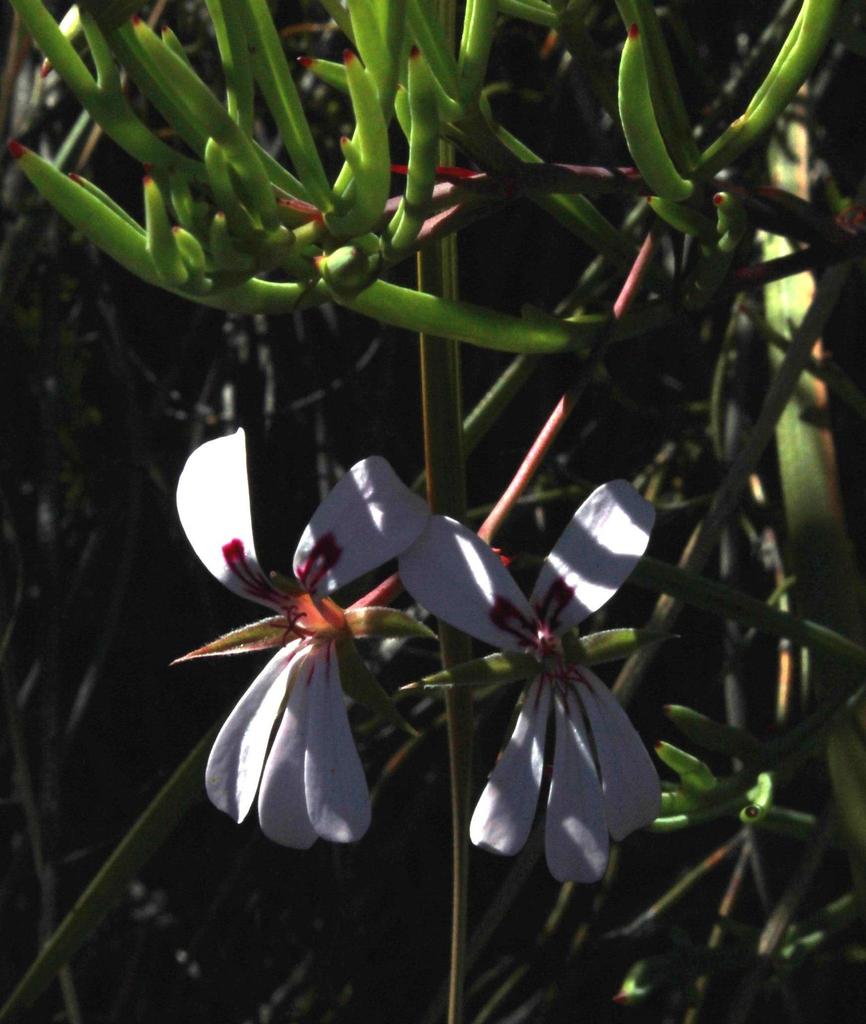 Incised Spearleaf Storksbill from Boerboenekloof Rooiberg: Towerkop ...