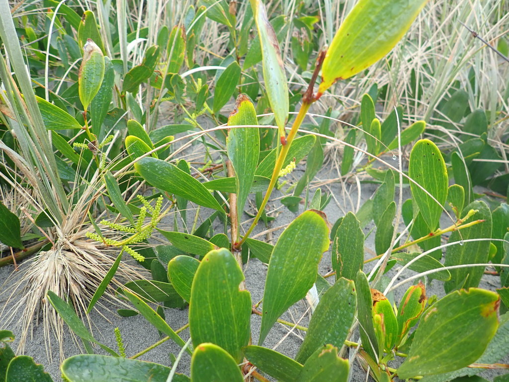 coastal wattle from Tangimoana, New Zealand on August 29, 2021 at 07:54 ...