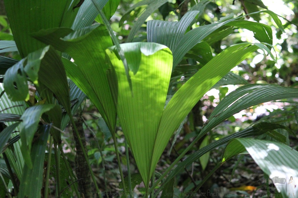 Asplundia (Plantas y Arboles PEVA (Parque Ecológico Volcán Arenal ...