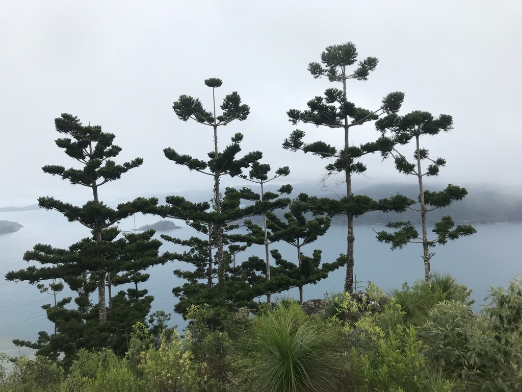 Hoop pine from Whitsundays QLD 4802, Australia on August 30, 2021 at 11 ...