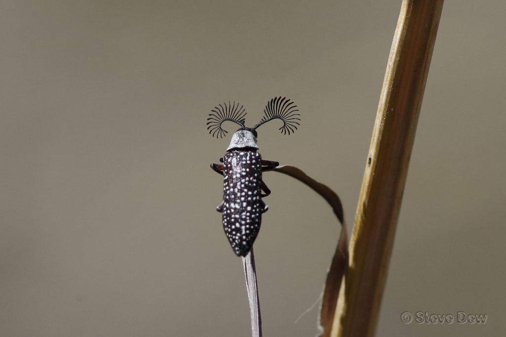 Rhipicera mystacina from Nebo, Queensland, Australia on July 21, 2021 ...