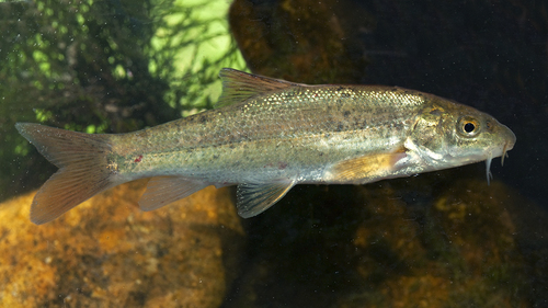 Barbus samniticus · iNaturalist United Kingdom