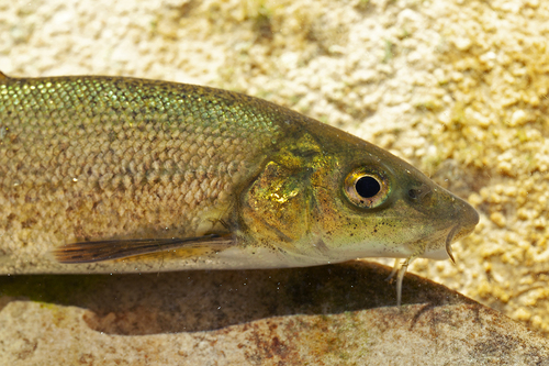 Barbus fucini · iNaturalist