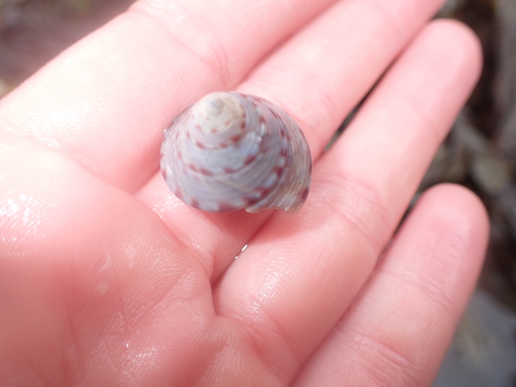 European Painted Top Shell from Causeway Coast and Glens, UK on August ...