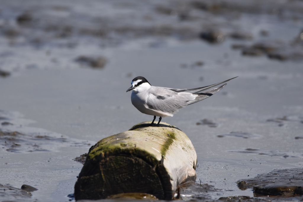 Aleutian Tern in August 2021 by Валерия Ковалева · iNaturalist