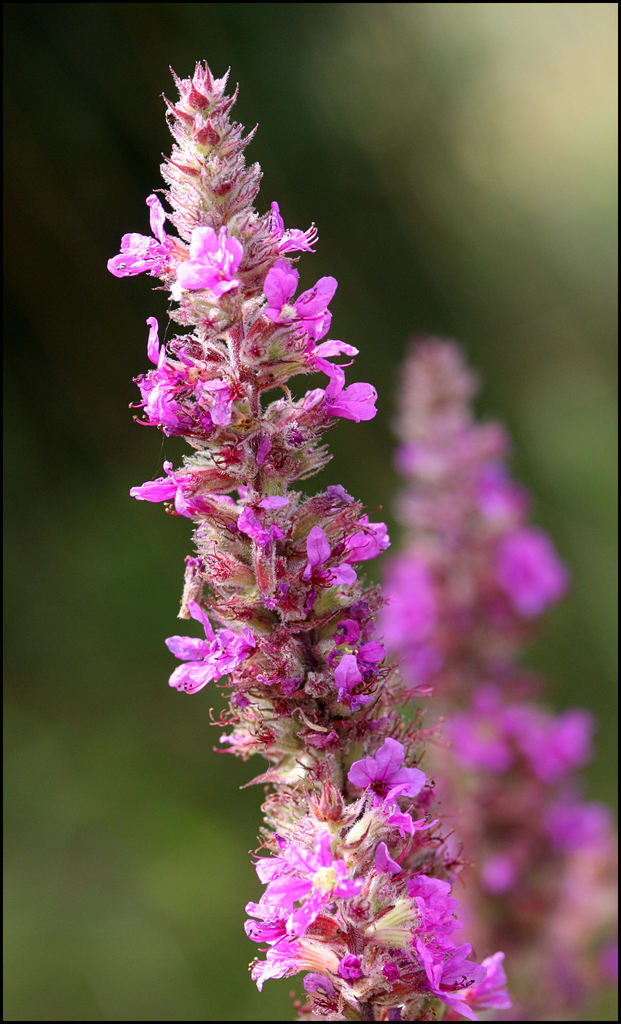 Lythrum Loosestrifes (Lythraceae (Loosestrife) of the Pacific Northwest ...