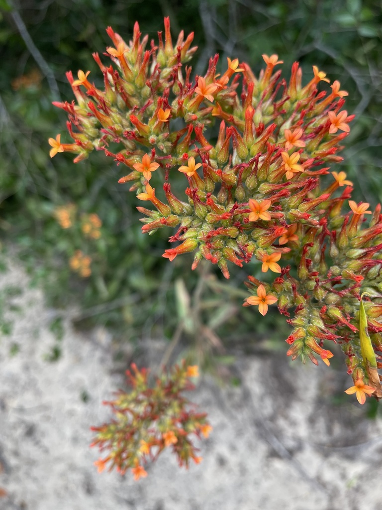 Sneeze Plant from Inhambane, MZ on August 20, 2021 at 08:36 AM by Troos ...
