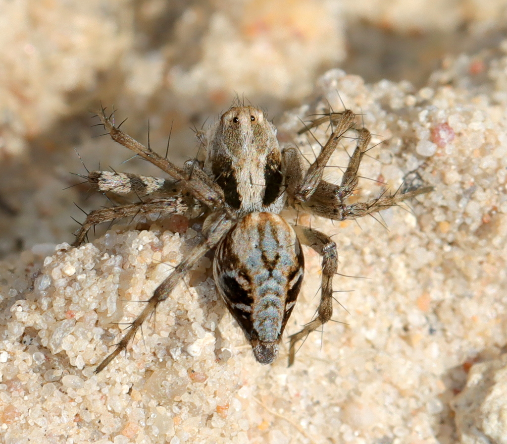 Scaly Head Lynx Spider from West Coast DC, South Africa on August 29 ...