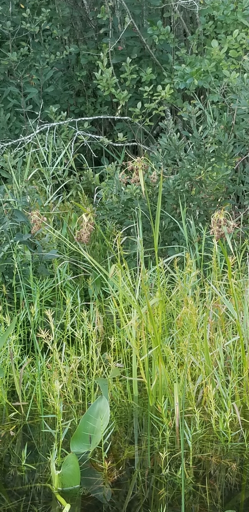 northeastern bulrush in August 2021 by Karro Frost · iNaturalist