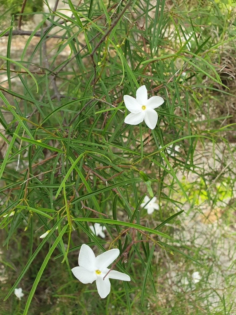 Cameraria linearifolia from Jaragua, DO-PN, DO-PN-PE, DO on August 25 ...