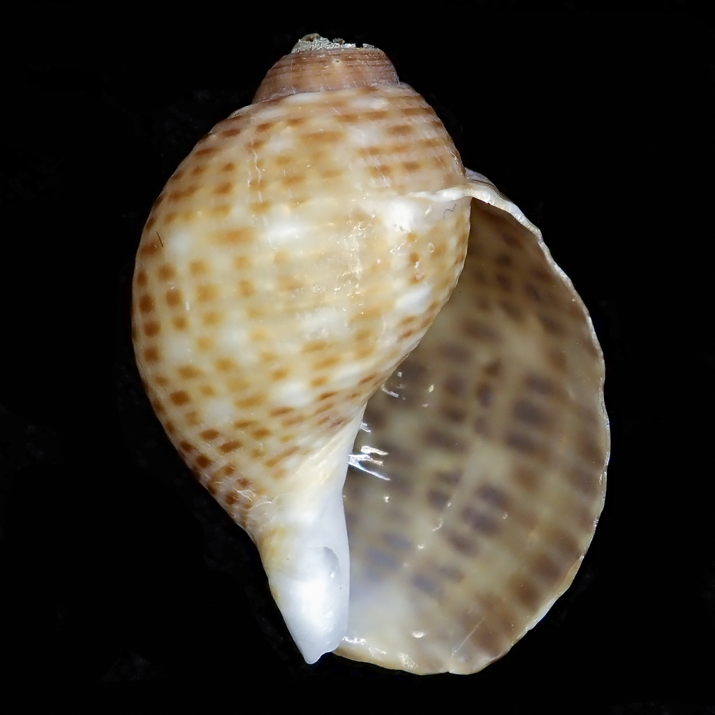 Partridge Tun Snail from Barcoongere NSW 2460, Australia on August 23 ...