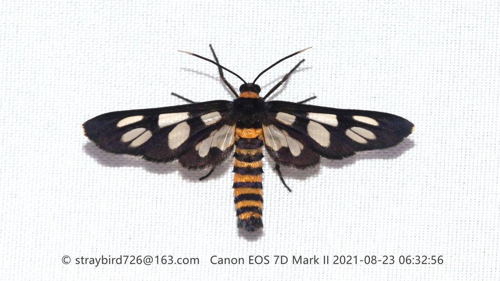 Amata emma from 中国北京市门头沟区 on August 23, 2021 at 06:32 AM by Nan Yang ...