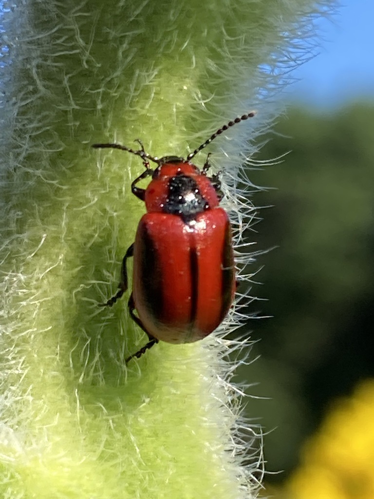Entomoscelis from Andover, MN 55304, USA on August 30, 2021 at 09:04 AM ...