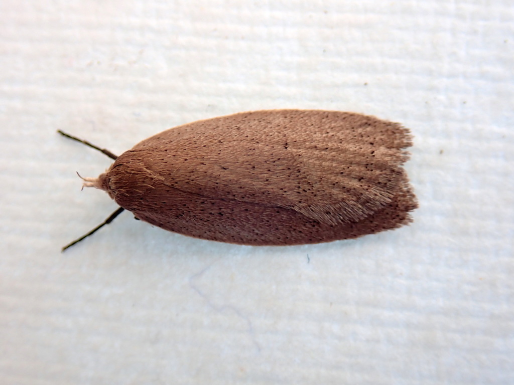 Chezala privatella from Sydney NSW, Australia on August 31, 2021 at 09:51 AM by Jack Crosbie ...