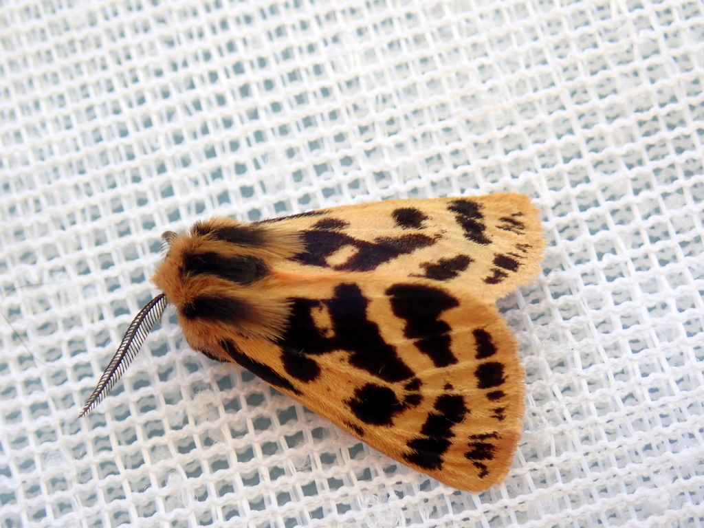 Crimson Tiger Moth from Sydney NSW, Australia on August 31, 2021 at 11: ...