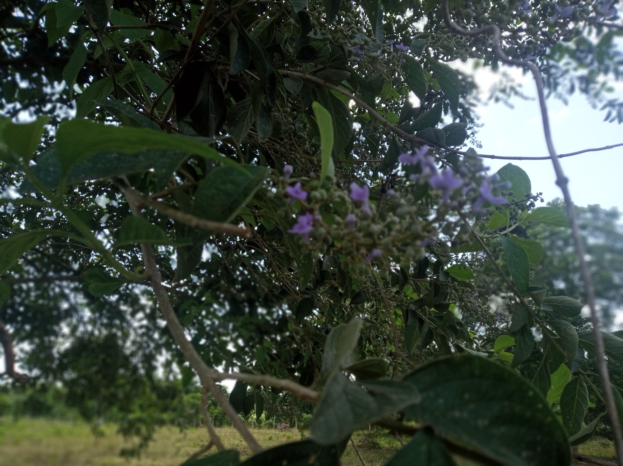 Cornutia Plum. ex L.