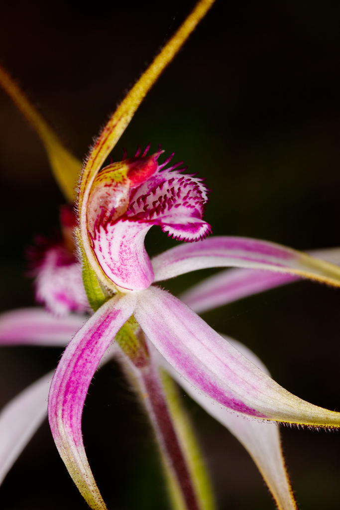 Caladenia × suffusa in August 2021 by Cal Wood. hybrid caladenia ...