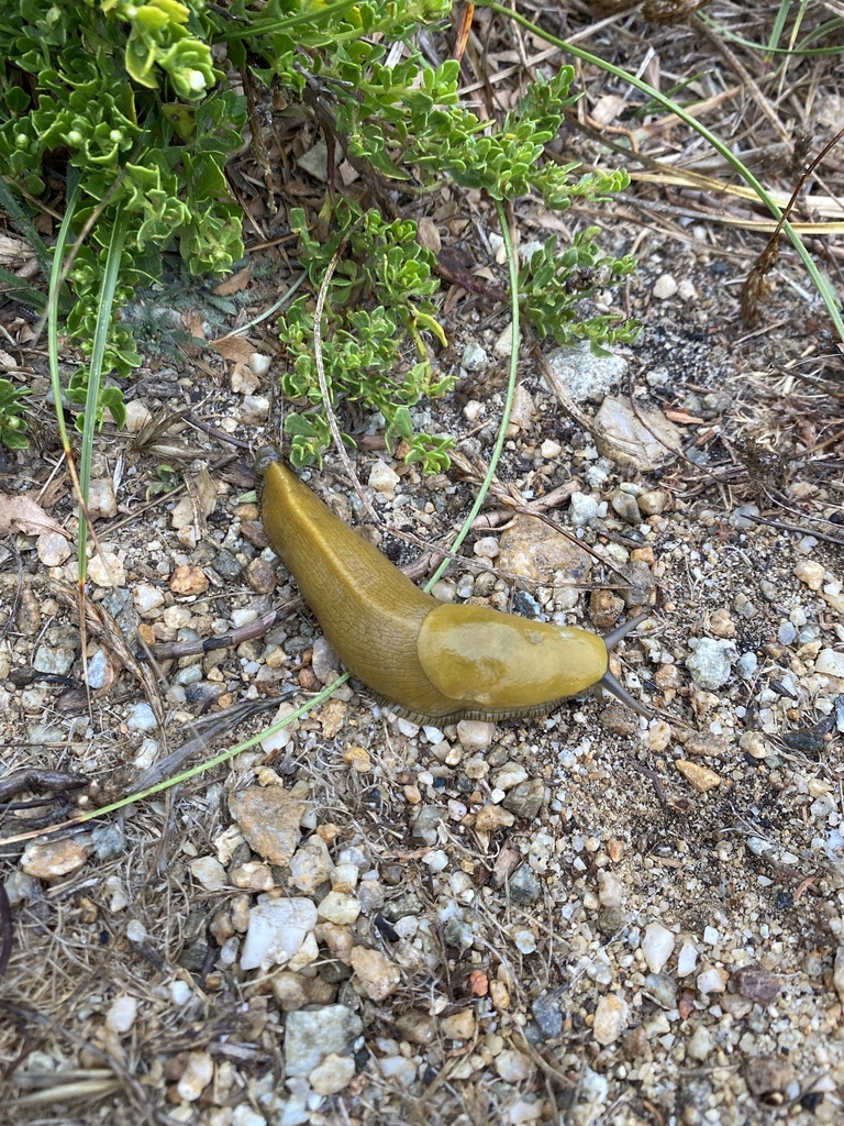 Banana Slugs from Asilomar Coast Trail, Pacific Grove, CA, US on July ...