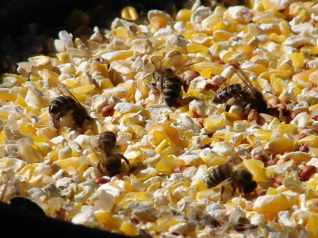 Maize from Denneoord, George: Denneoord, George on May 1, 2014 by Shaun ...