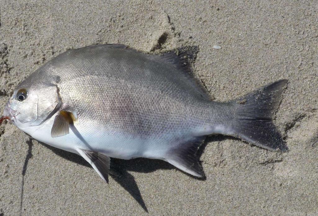 Galjoen from Mile 108 on April 29, 2014 by Alex Dreyer. Mile 108 ...