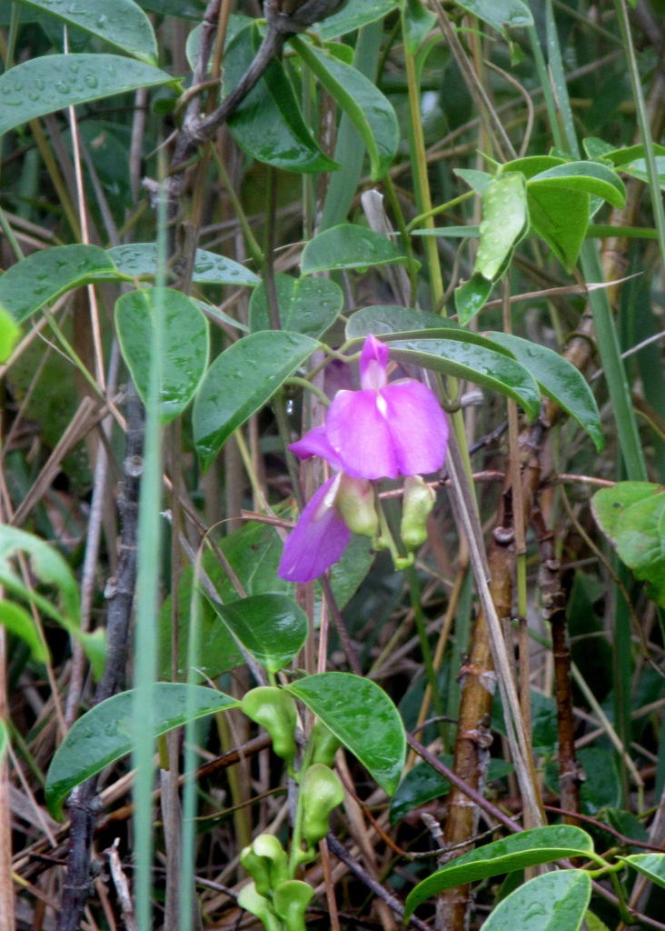 (Canavalia bonariensis) - Botanical Realm