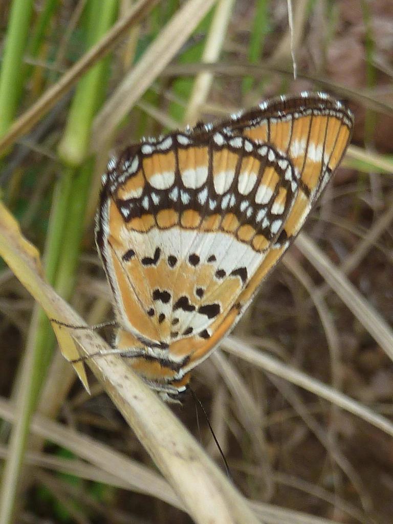 Jokers from Walter Sisulu National Botanical Garden on March 17, 2014 ...