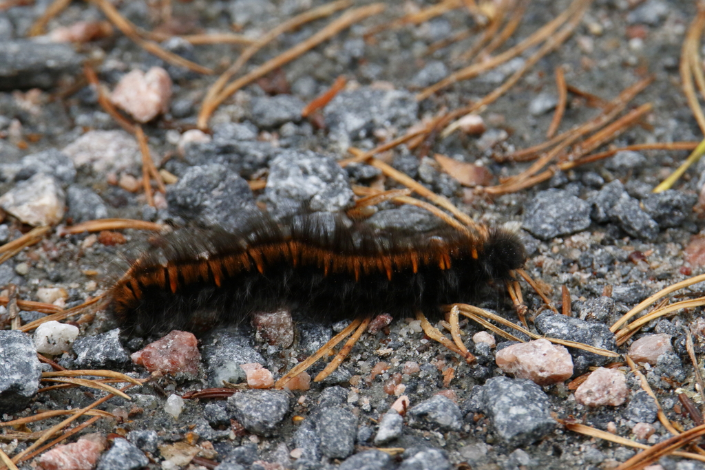 Fox Moth from Åboland-Turunmaa, Finland on August 28, 2021 at 12:42 PM ...