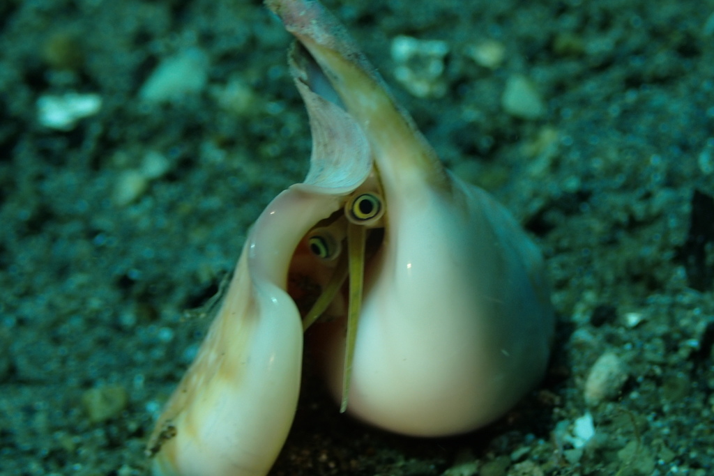 bubble conch from anilao photo academy on April 29, 2018 by Lian ...