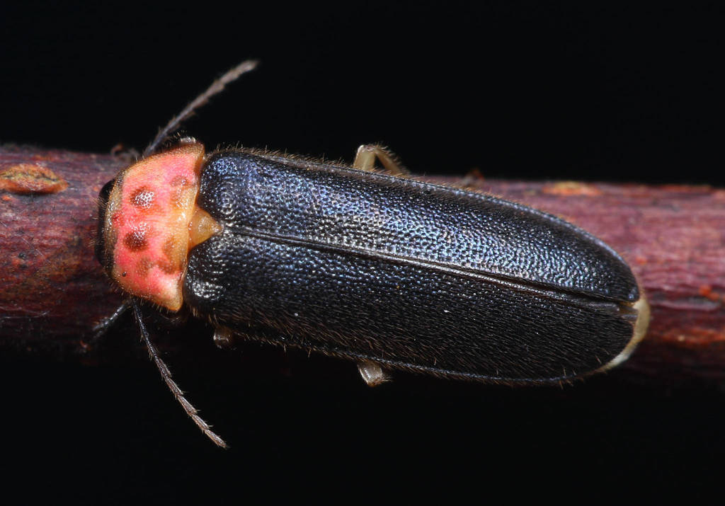 Pygoluciola qingyu from 中国广东省深圳市坪山区金龟村 on August 27, 2021 at 11:03 AM ...