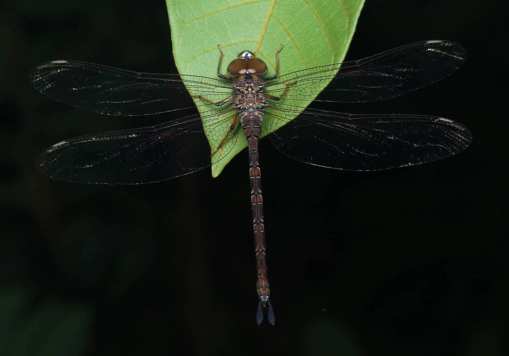 Dingy Duskhawker from 中国广东省深圳市坪山区金龟村 on August 28, 2021 at 08:53 AM by ...