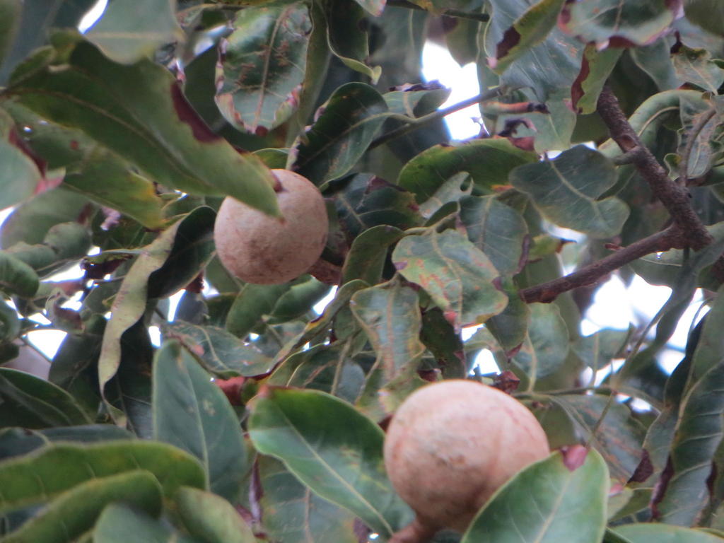 mahogany family (Meliaceae) - Botanical Realm
