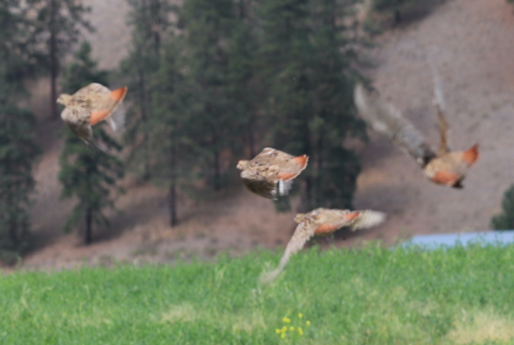 Gray Partridge from Kootenay Boundary, British Columbia, Canada on ...