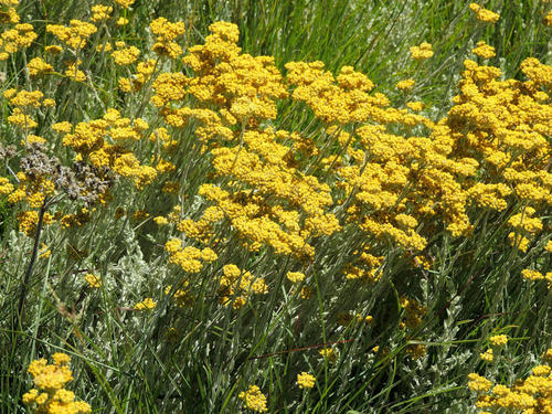 Helichrysum simillimum · iNaturalist Mexico