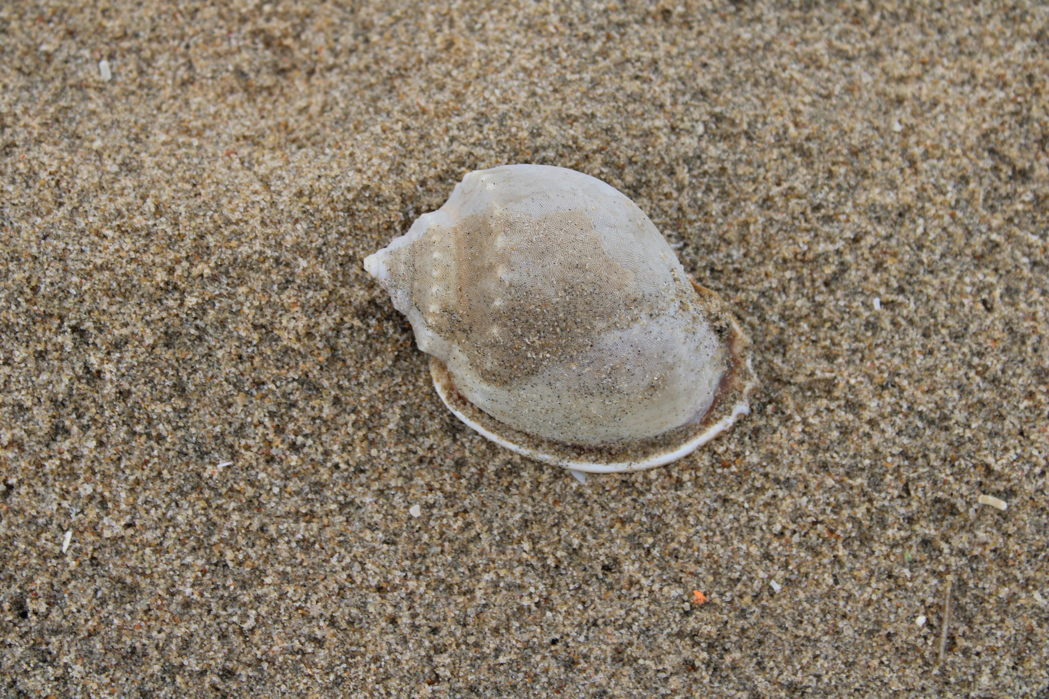 Phalium glaucum (Linnaeus, 1758)