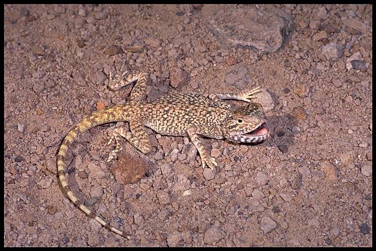 Yellow-spotted Agama (Herpetofauna of Saudi Arabia) · iNaturalist