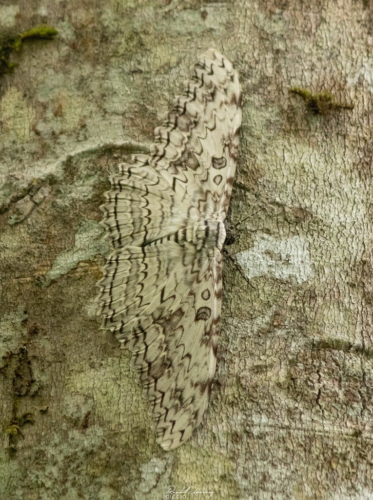 White Witch Moth from Coto Brus, Puntarenas, CR on August 13, 2021 at ...