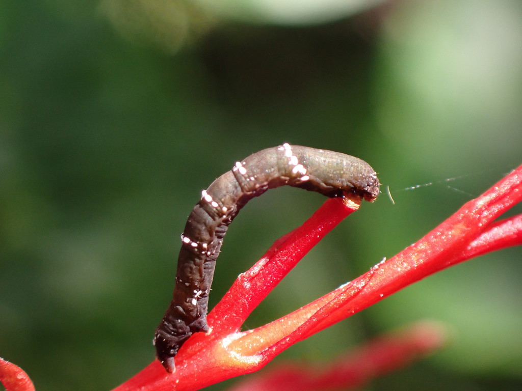 Black Looper from 台灣台中市北屯區 on August 27, 2021 at 02:51 PM by 林棋欽 ...