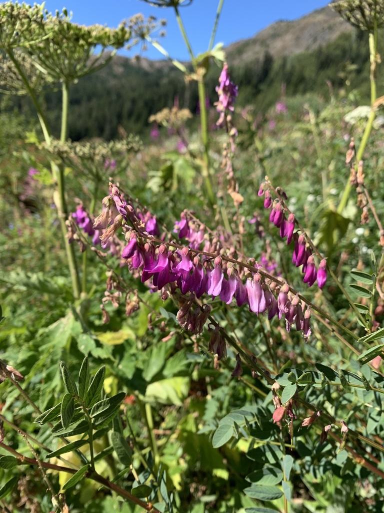 Western Sweet-vetch from Olympic National Forest, Hoodsport, WA, US on ...