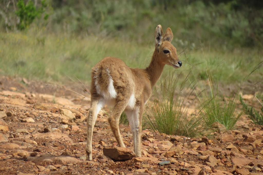 Mountain Reedbuck (Redunca fulvorufula) - Know Your Mammals