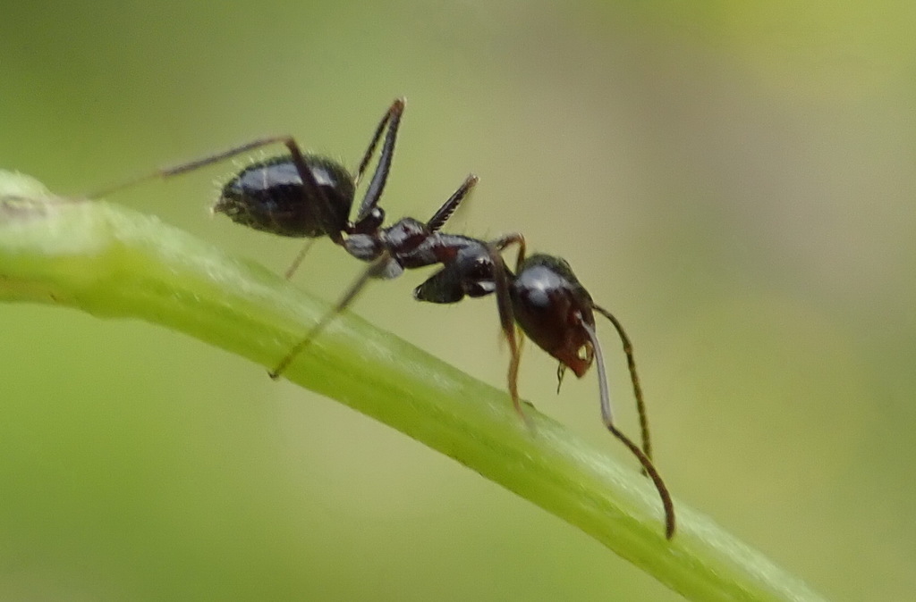 Small pugnacious ant from White Heather, South Cape DC, South Africa on ...